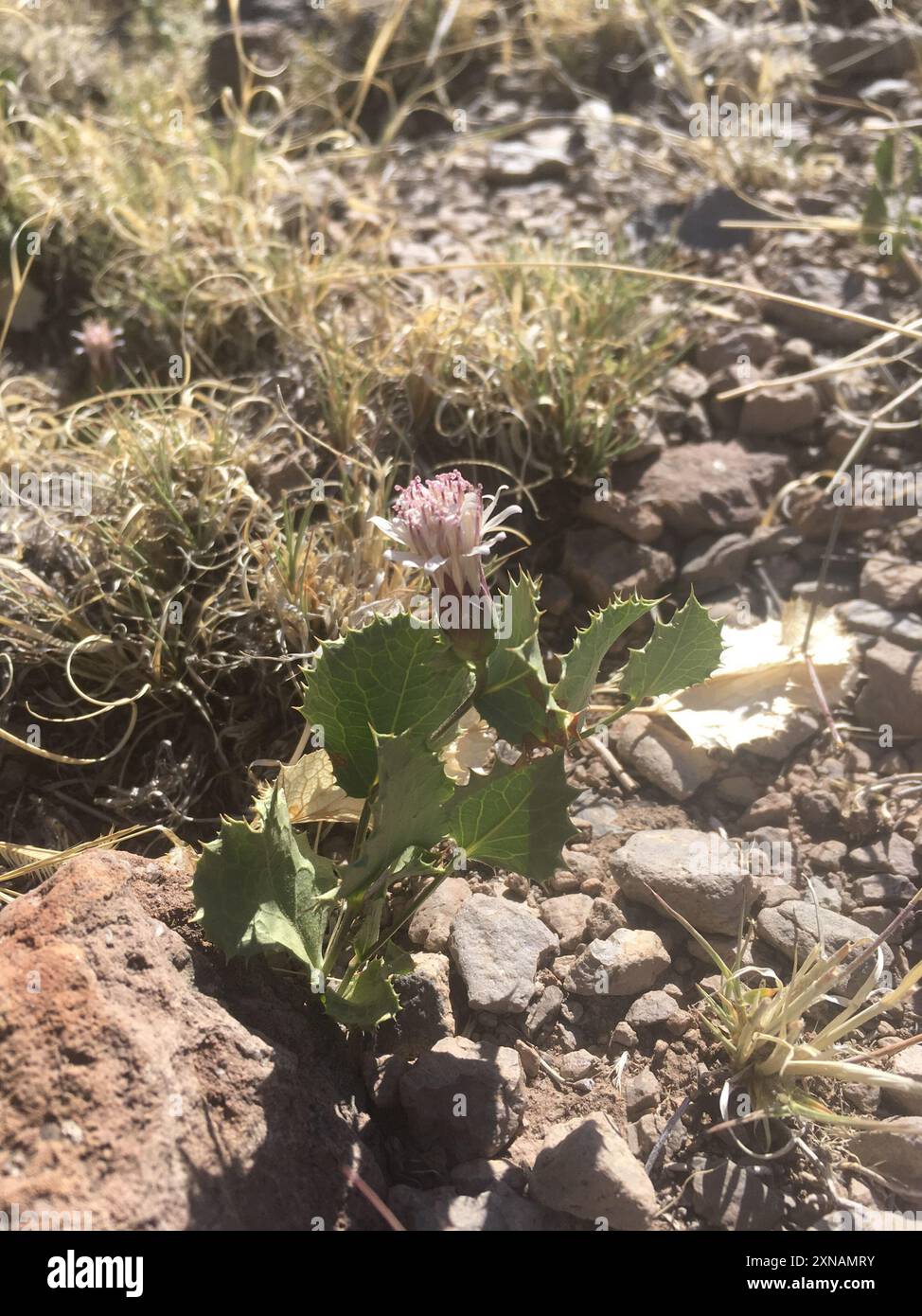 dwarf desert peony (Acourtia nana) Plantae Stock Photo - Alamy