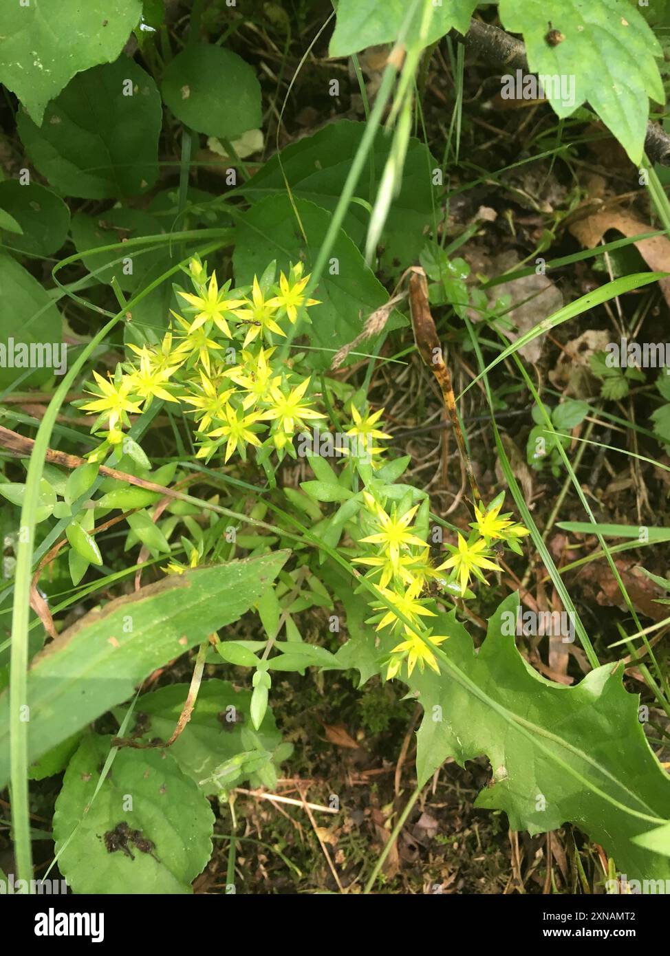 Stringy Stonecrop (Sedum sarmentosum) Plantae Stock Photo - Alamy