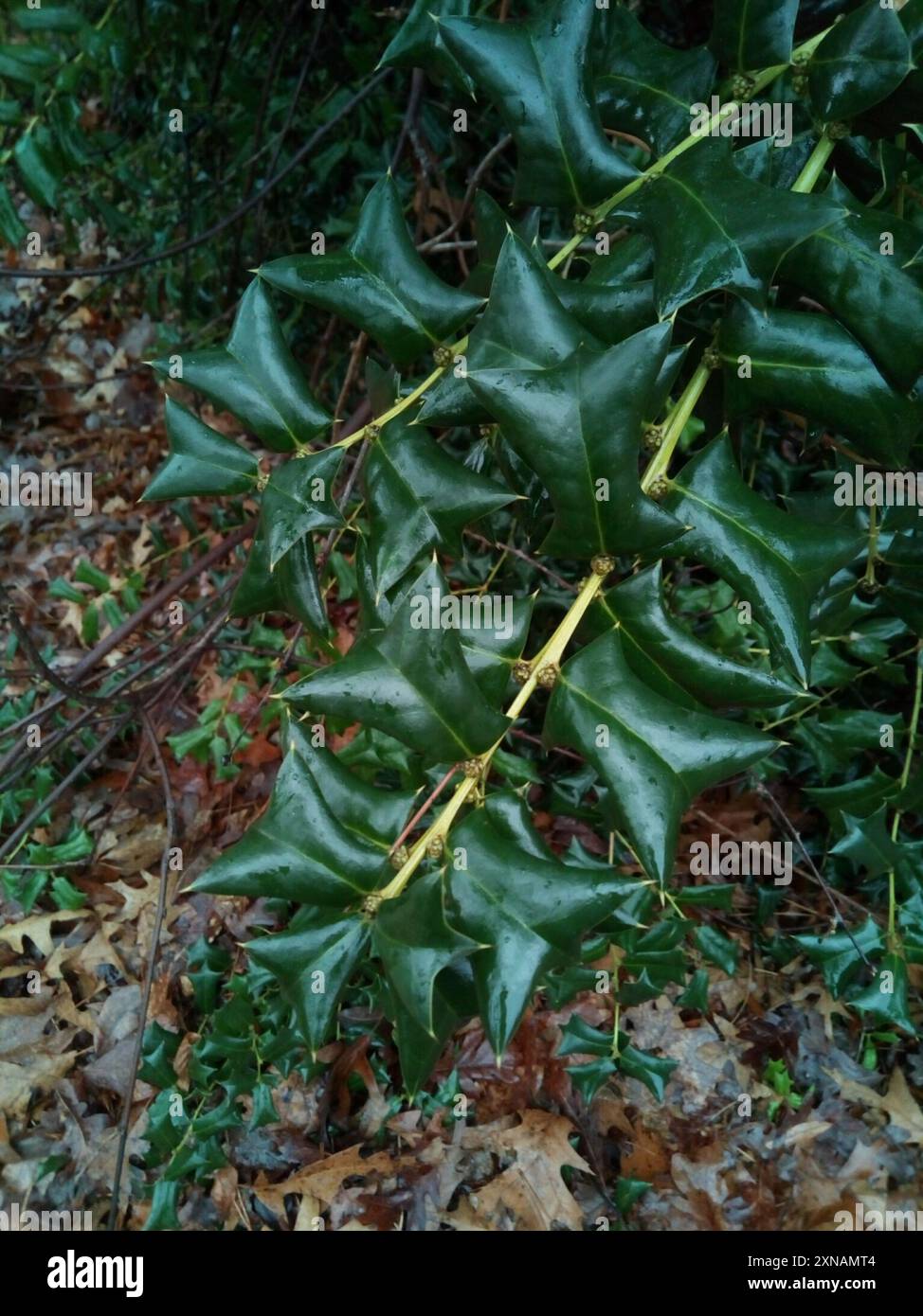 Chinese holly (Ilex cornuta) Plantae Stock Photo - Alamy