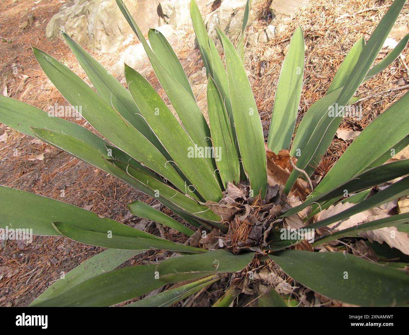 common yucca (Yucca filamentosa) Plantae Stock Photo - Alamy