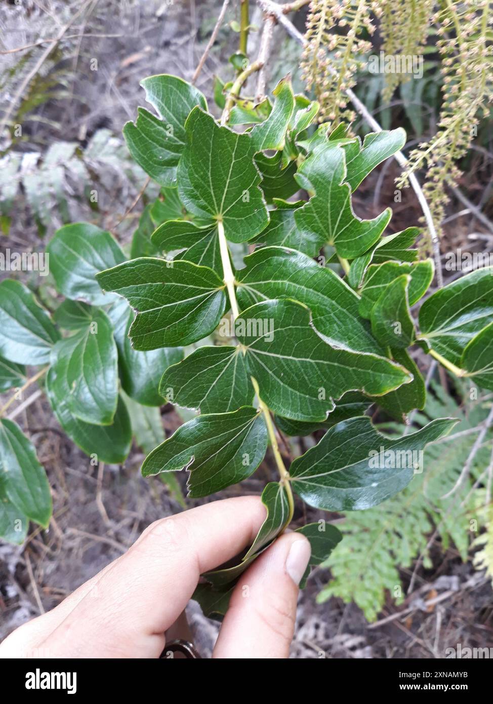 Tree Tutu (Coriaria arborea) Plantae Stock Photo - Alamy