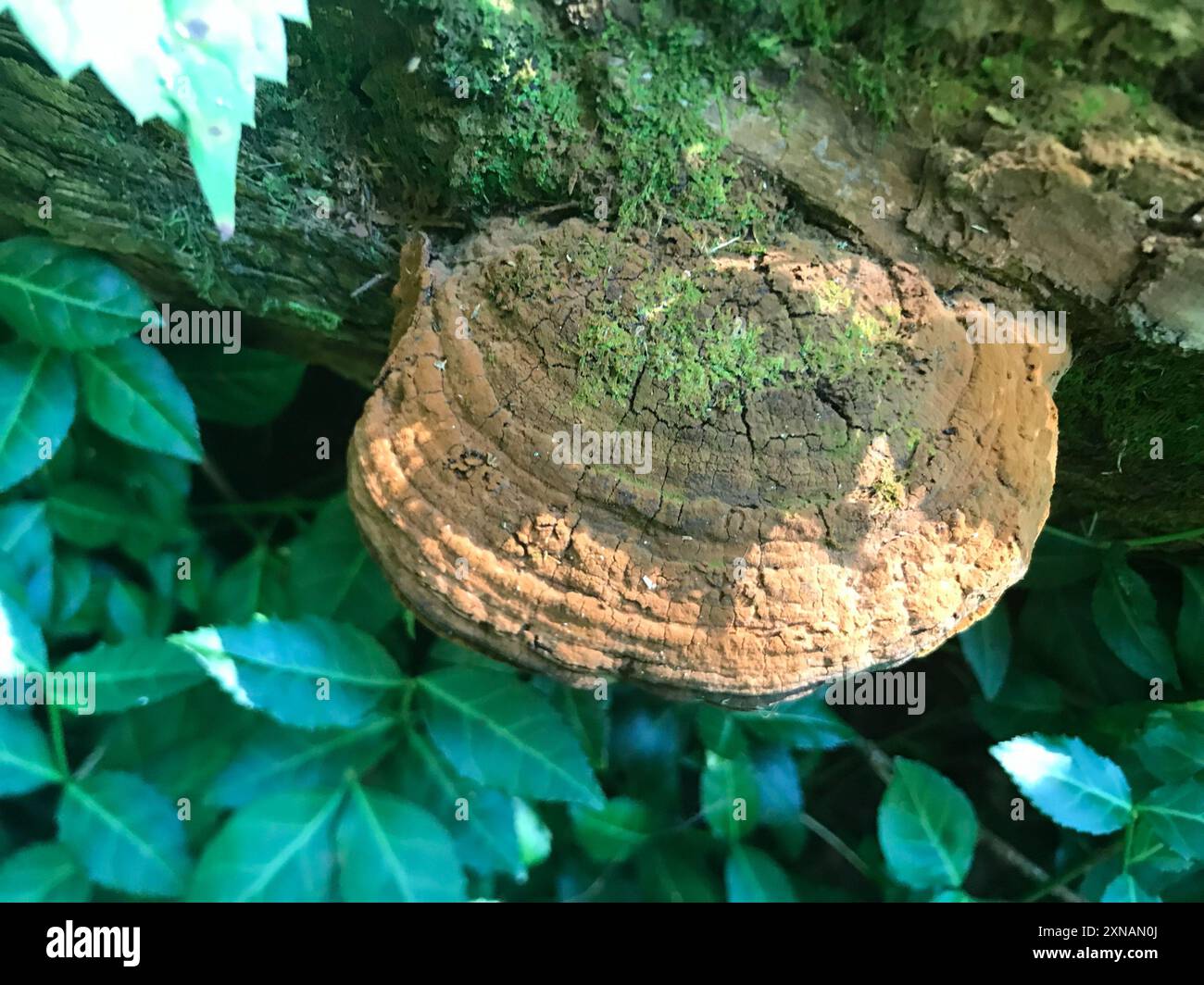 artist's bracket (Ganoderma applanatum) Fungi Stock Photo - Alamy