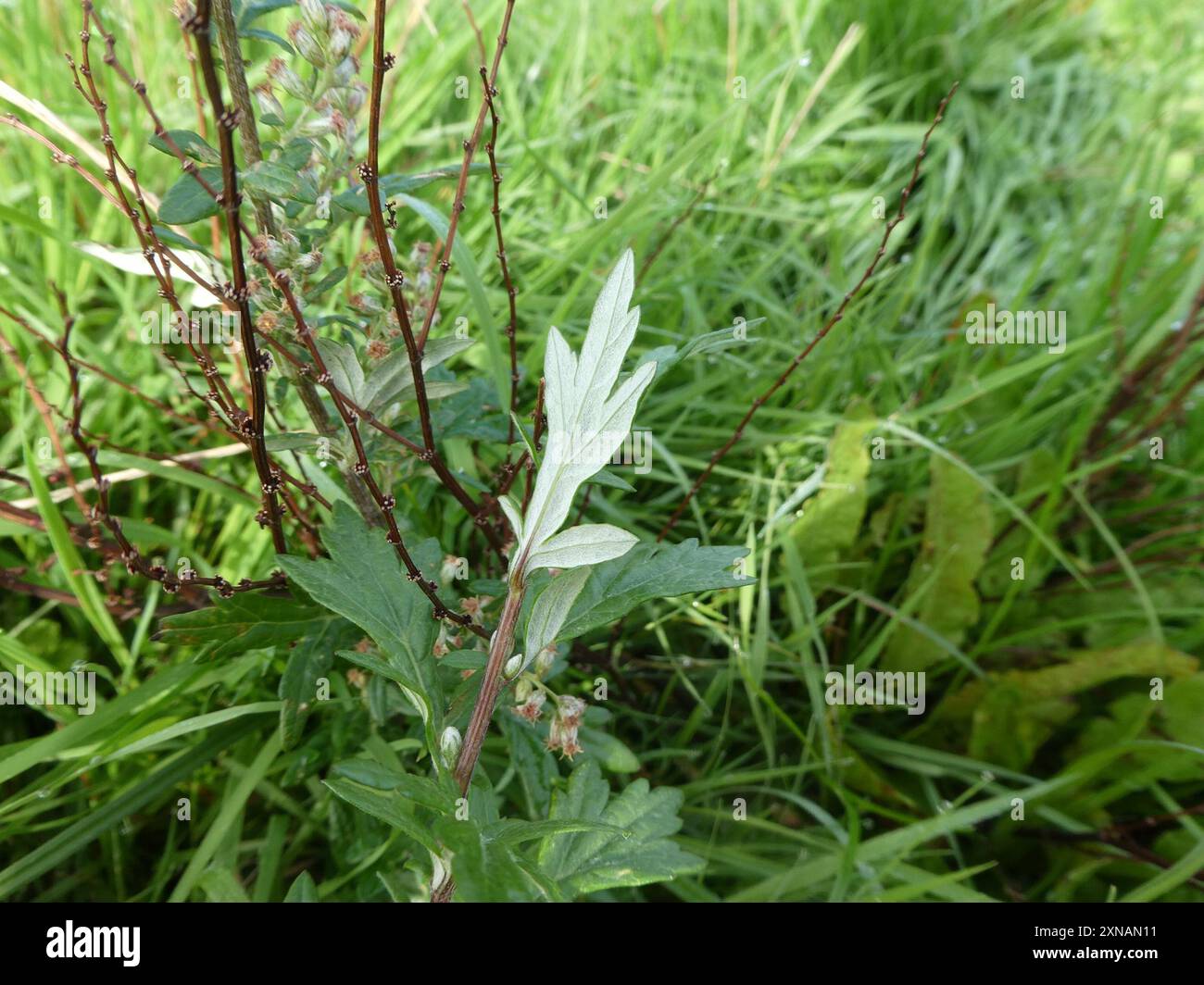 common mugwort (Artemisia vulgaris) Plantae Stock Photo - Alamy