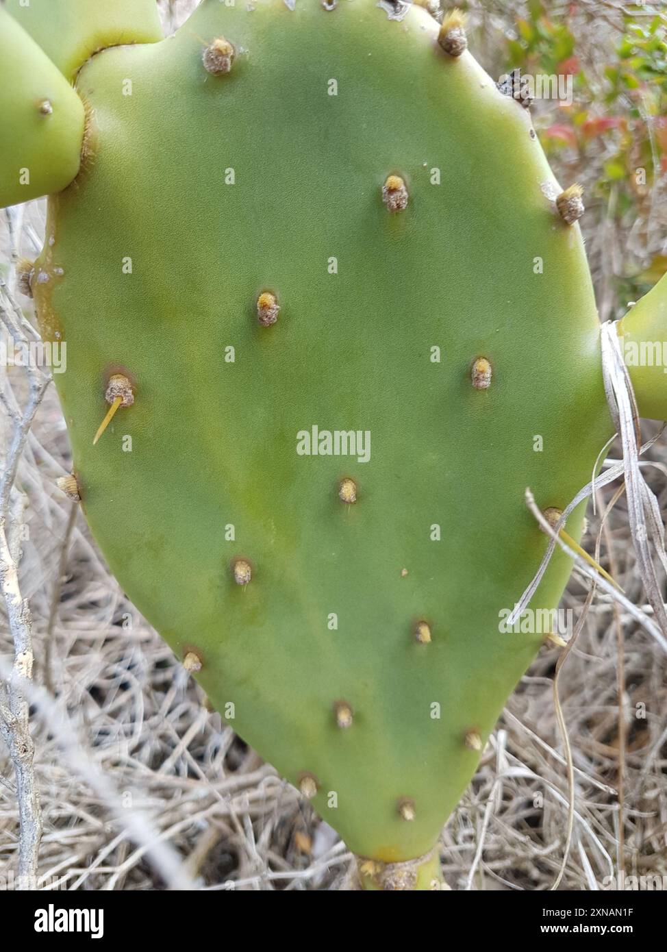 beach prickly pear (Opuntia anahuacensis) Plantae Stock Photo - Alamy