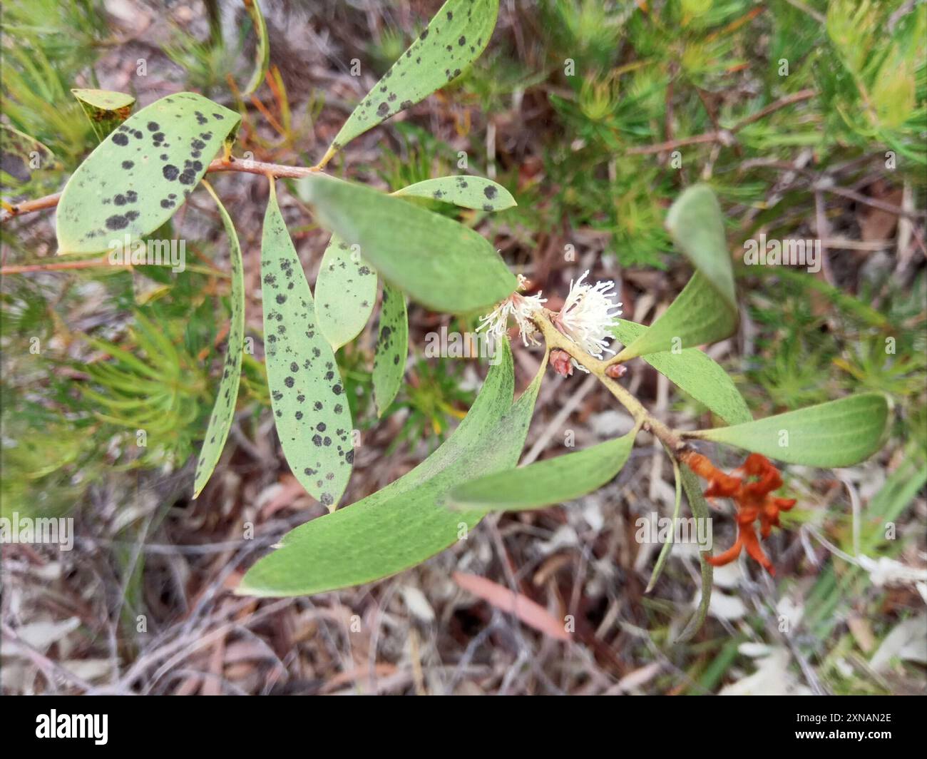 finger hakea (Hakea dactyloides) Plantae Stock Photo - Alamy
