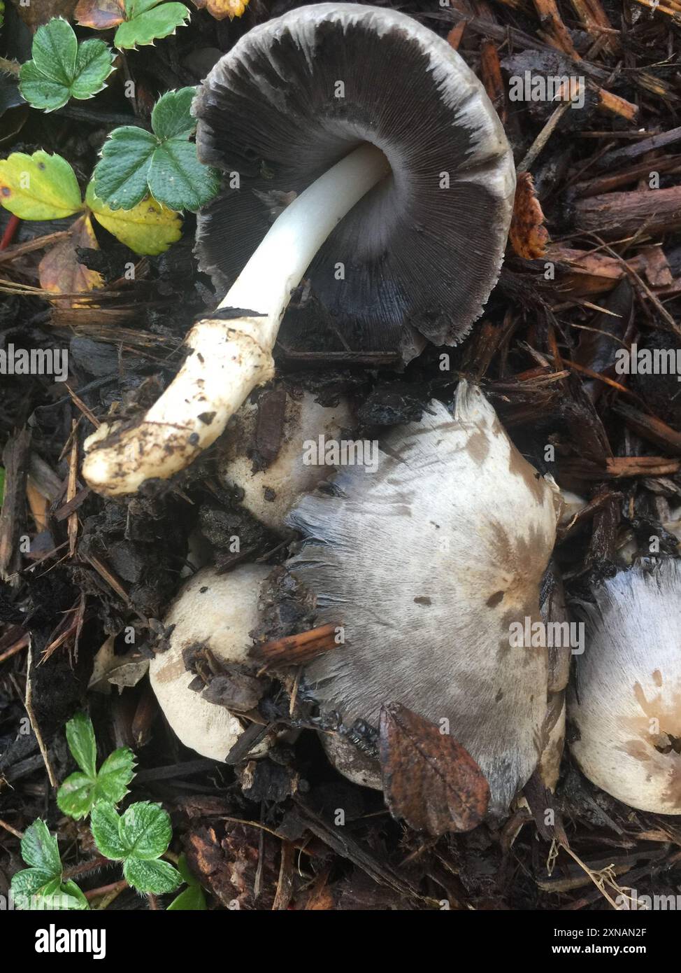 Common Ink Cap (Coprinopsis atramentaria) Fungi Stock Photo - Alamy