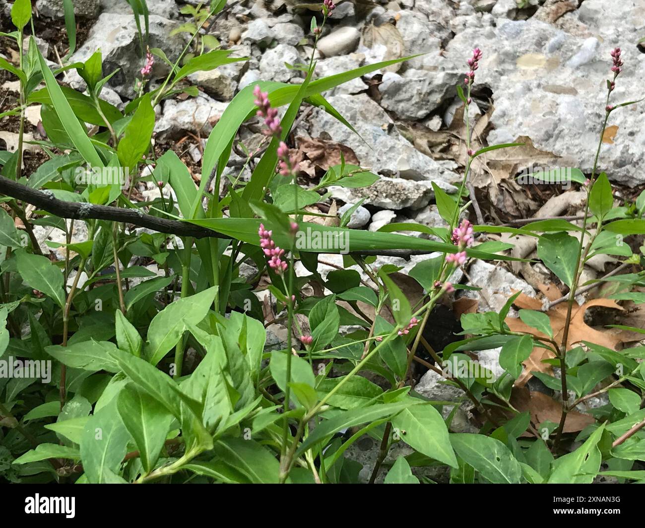 low smartweed (Persicaria longiseta) Plantae Stock Photo - Alamy