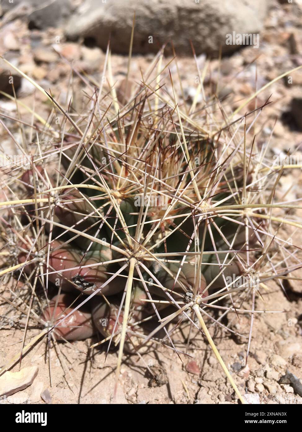 Stout Needle Mulee (Coryphantha robustispina uncinata) Plantae Stock ...