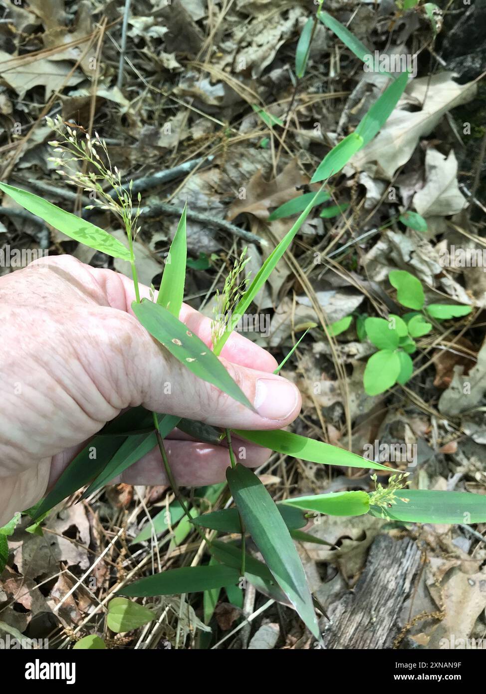 variable witchgrass (Dichanthelium commutatum) Plantae Stock Photo - Alamy