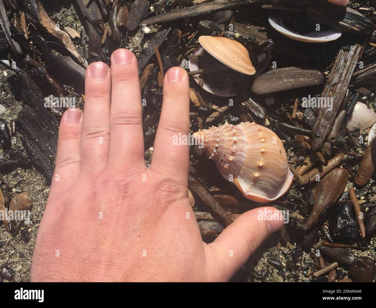 Ostrich Foot Snail (Struthiolaria papulosa) Mollusca Stock Photo - Alamy