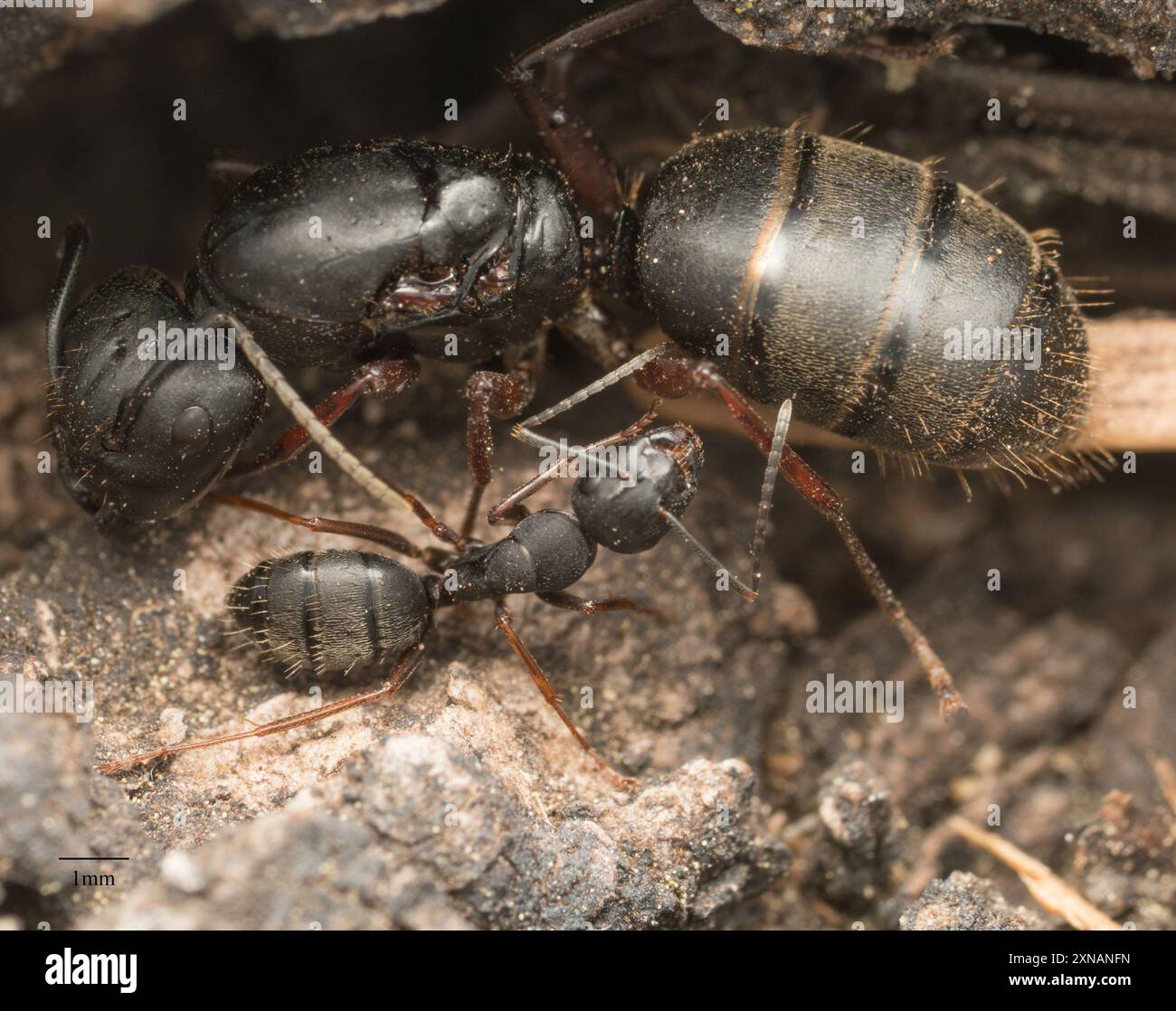 Western Black Carpenter Ant (Camponotus modoc) Insecta Stock Photo - Alamy