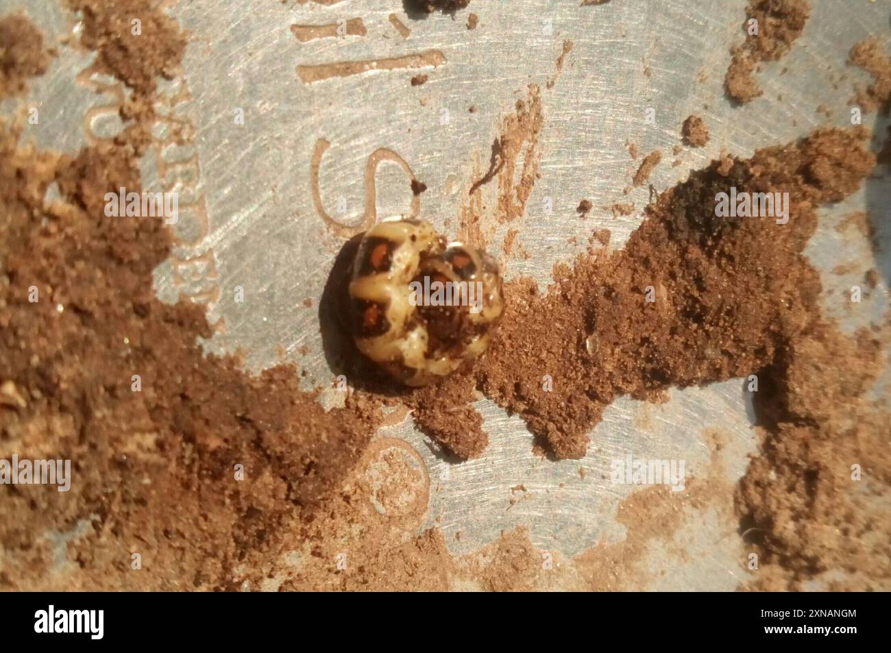 Phengodidae hi-res stock photography and images - Alamy