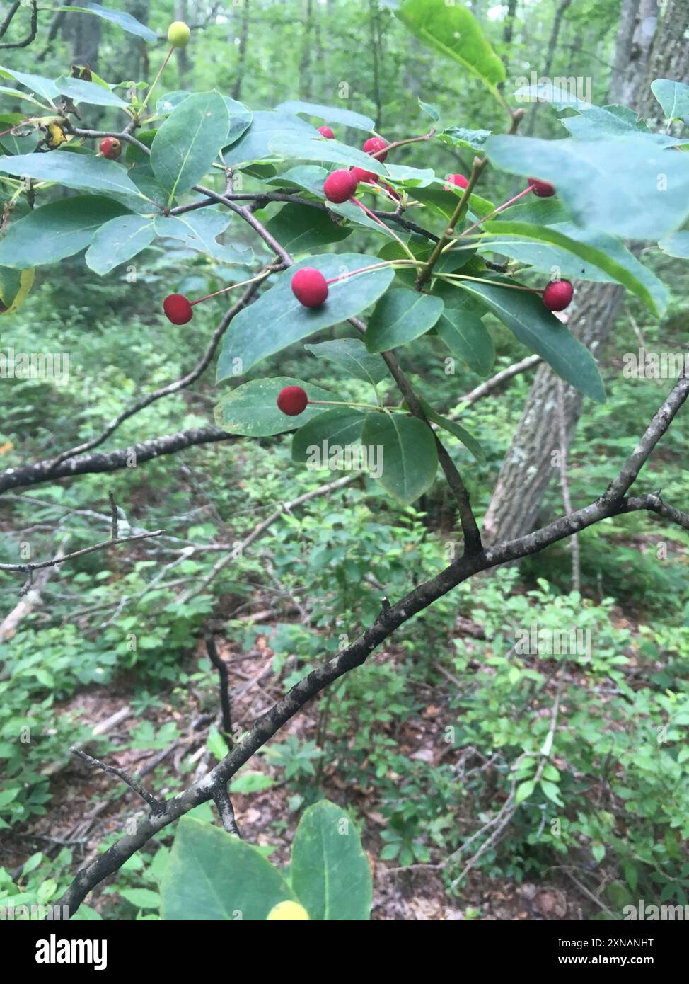 Mountain holly (Ilex mucronata) Plantae Stock Photo - Alamy