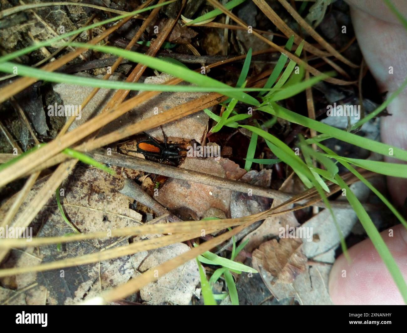 Red-spotted Ant-mimic Sac Spider (Castianeira descripta) Arachnida ...