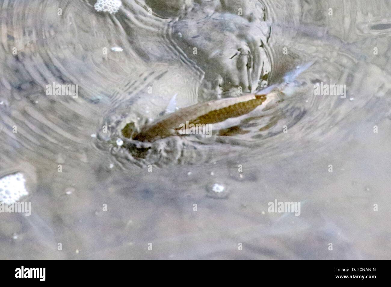 Ray-finned Fishes (Actinopterygii) Actinopterygii Stock Photo - Alamy