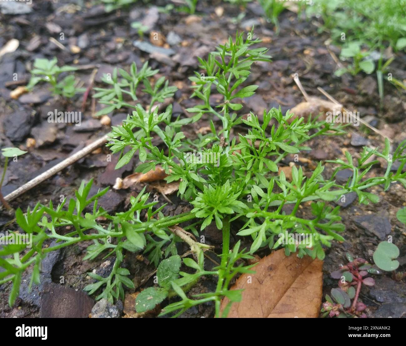 common soliva (Soliva sessilis) Plantae Stock Photo - Alamy