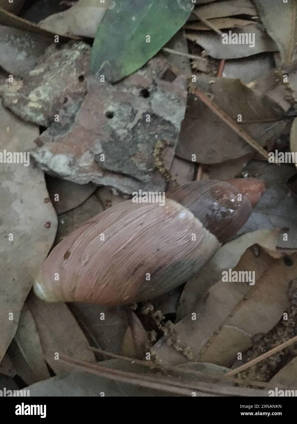 Rosy Wolfsnail (Euglandina rosea) Mollusca Stock Photo - Alamy