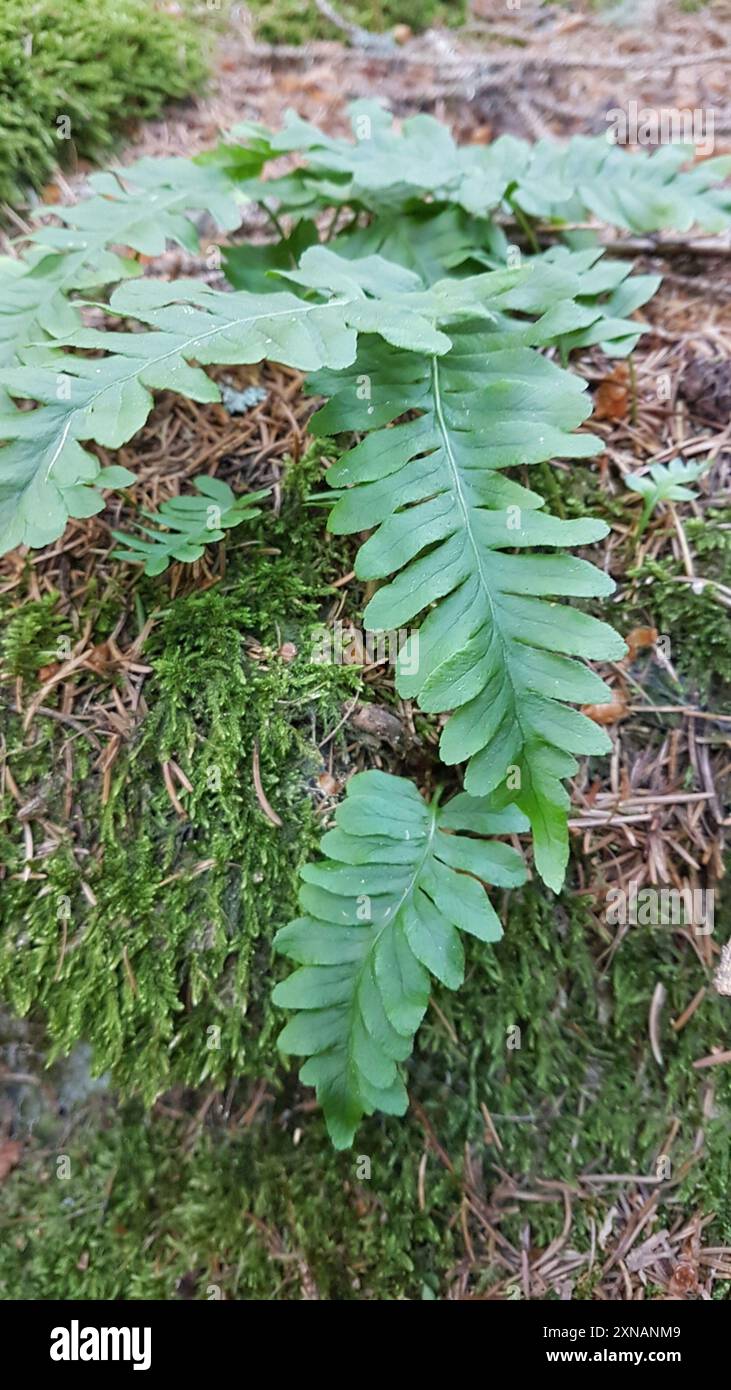 common polypody (Polypodium vulgare) Plantae Stock Photo - Alamy