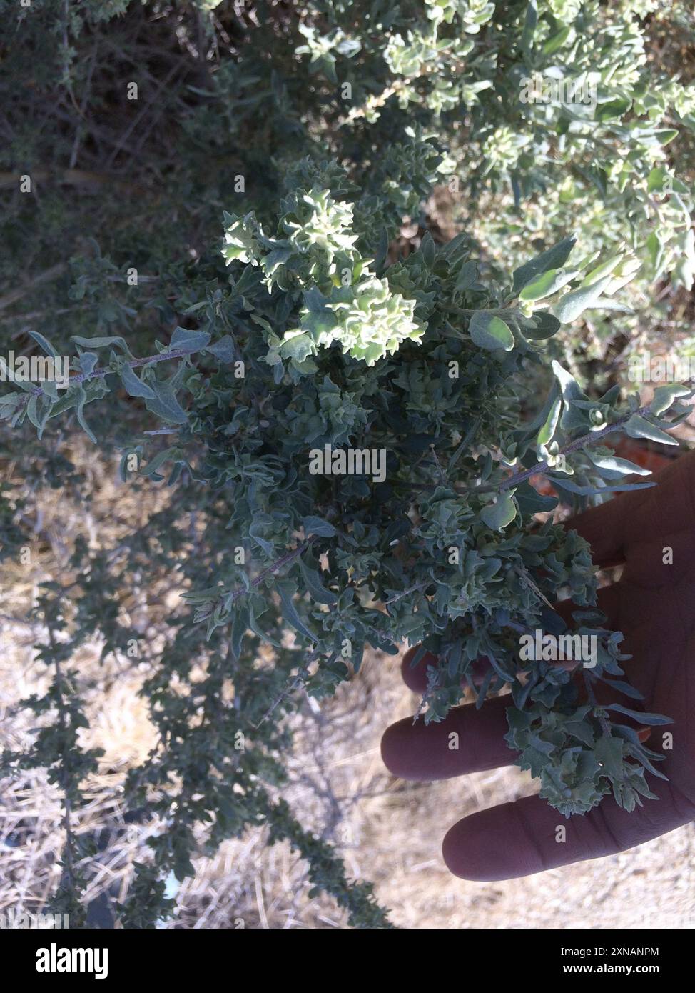 spiny saltbush (Atriplex spinifera) Plantae Stock Photo - Alamy