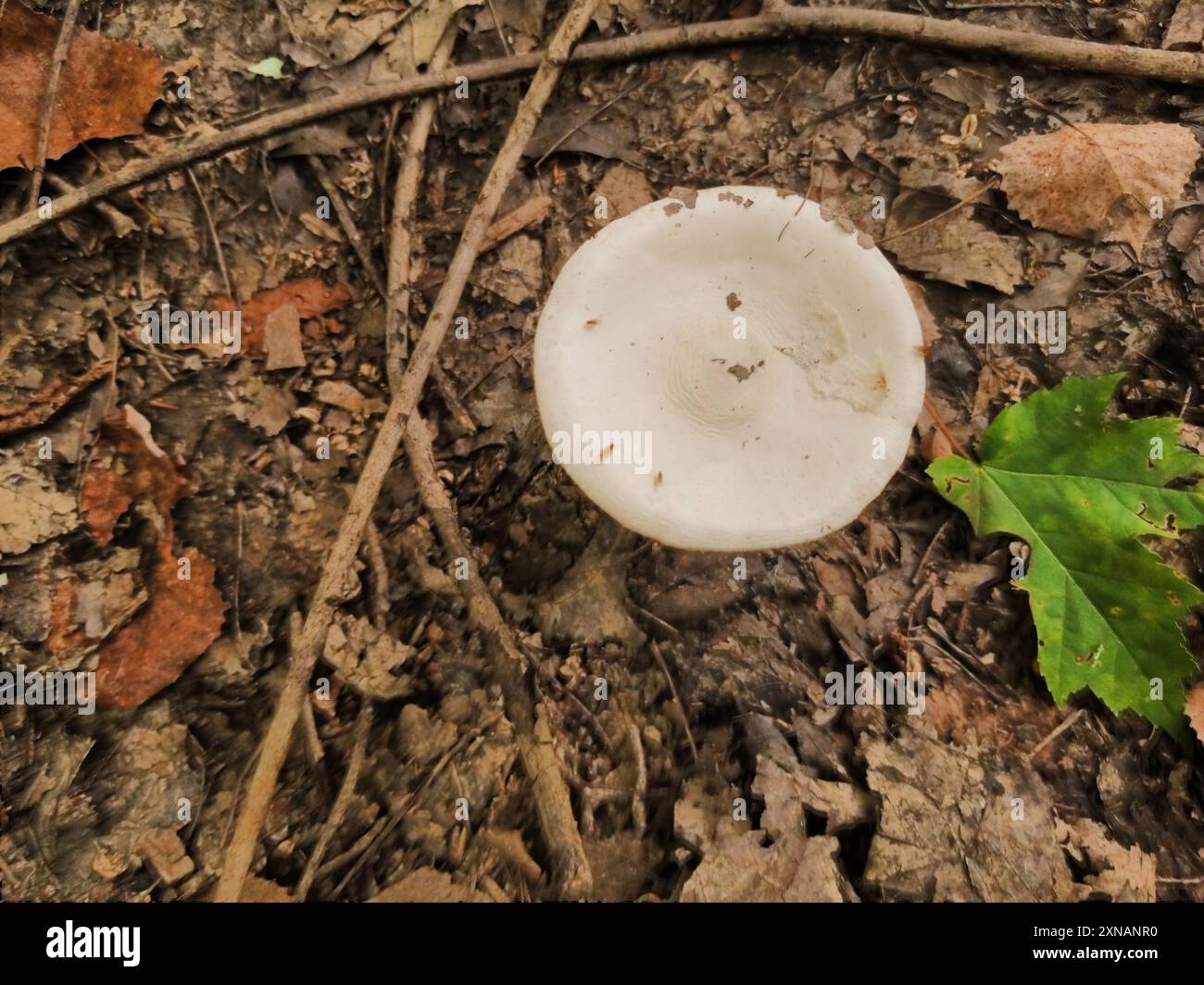 Eastern destroying angel amanita hi-res stock photography and images ...