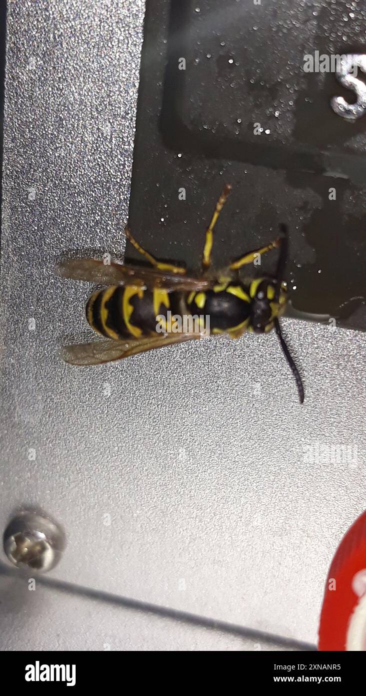German Yellowjacket (Vespula germanica) Insecta Stock Photo - Alamy