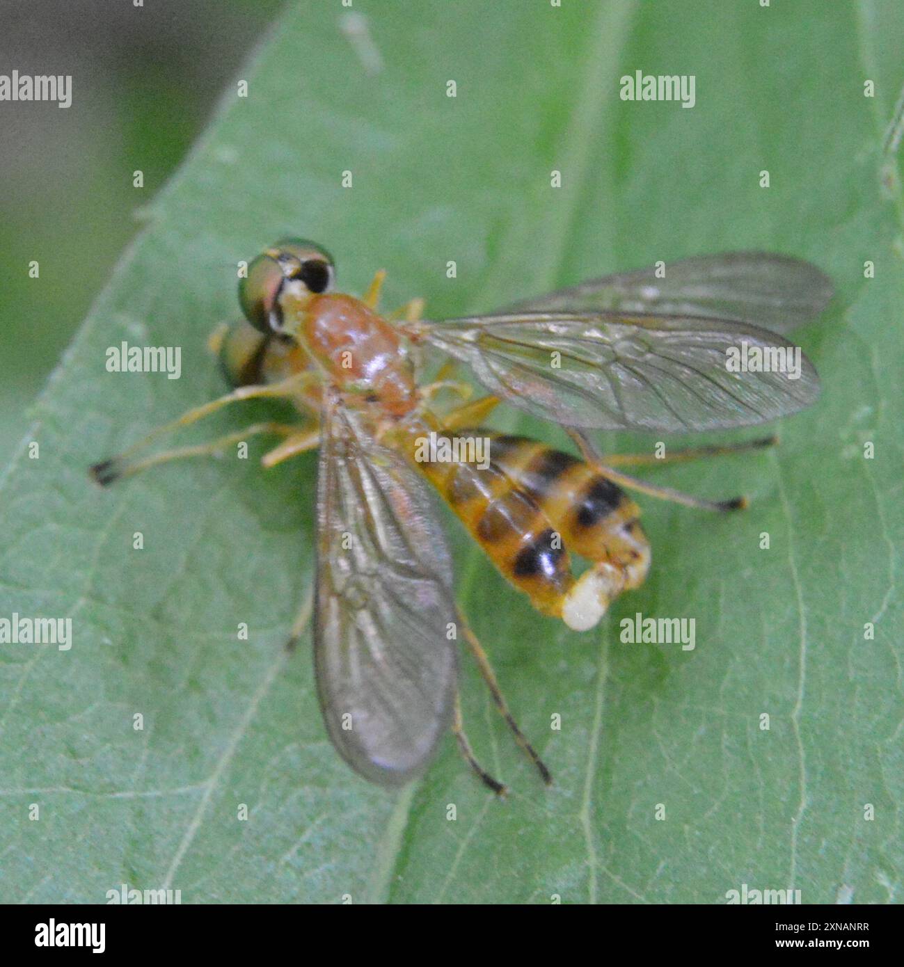 Compost Fly (Ptecticus trivittatus) Insecta Stock Photo - Alamy
