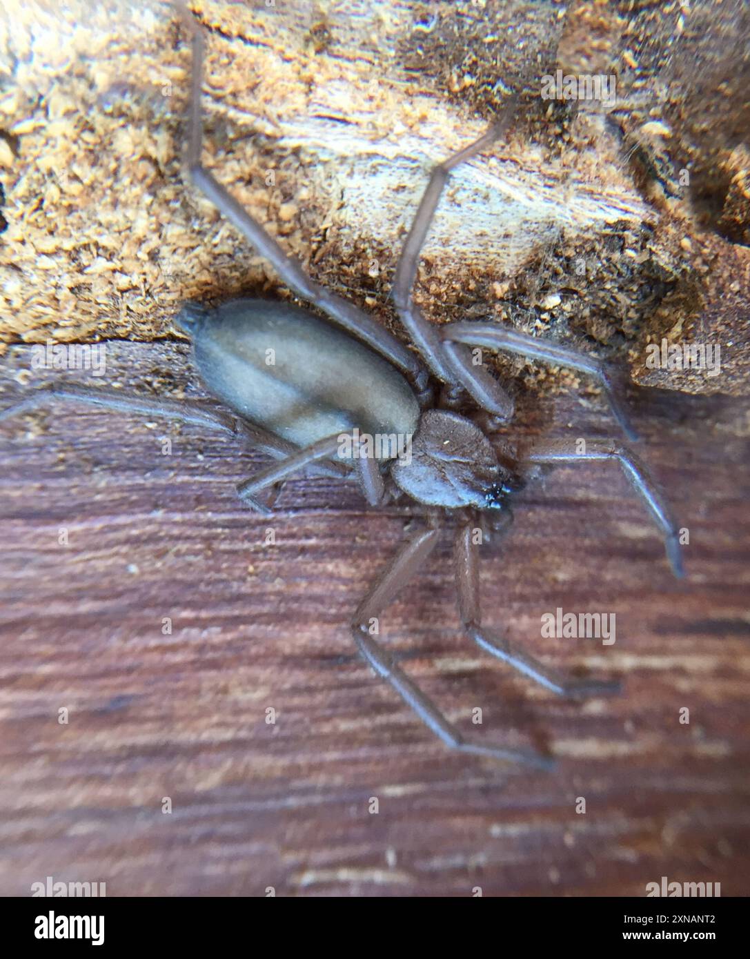 Flattened Bark Spider (Hemicloea rogenhoferi) Arachnida Stock Photo - Alamy