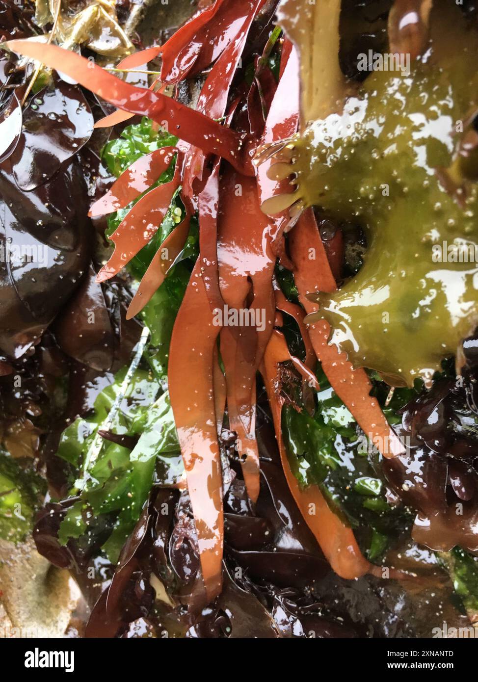 Bleach Weed (Prionitis sternbergii) Plantae Stock Photo - Alamy