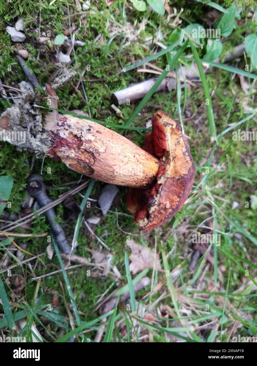 boletes (Boletaceae) Fungi Stock Photo - Alamy