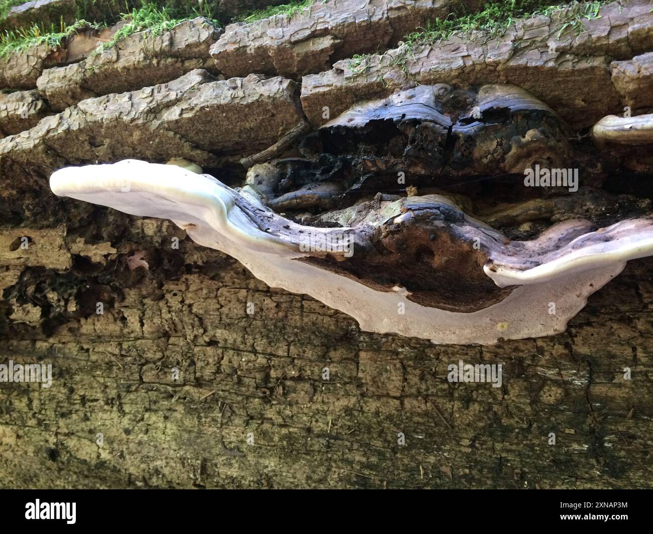 artist's bracket (Ganoderma applanatum) Fungi Stock Photo - Alamy