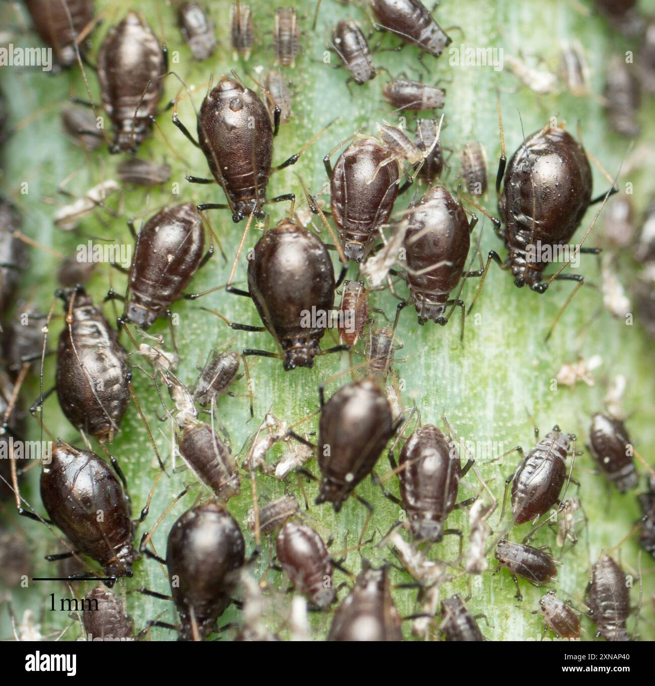 Onion Aphid (Neotoxoptera formosana) Insecta Stock Photo - Alamy