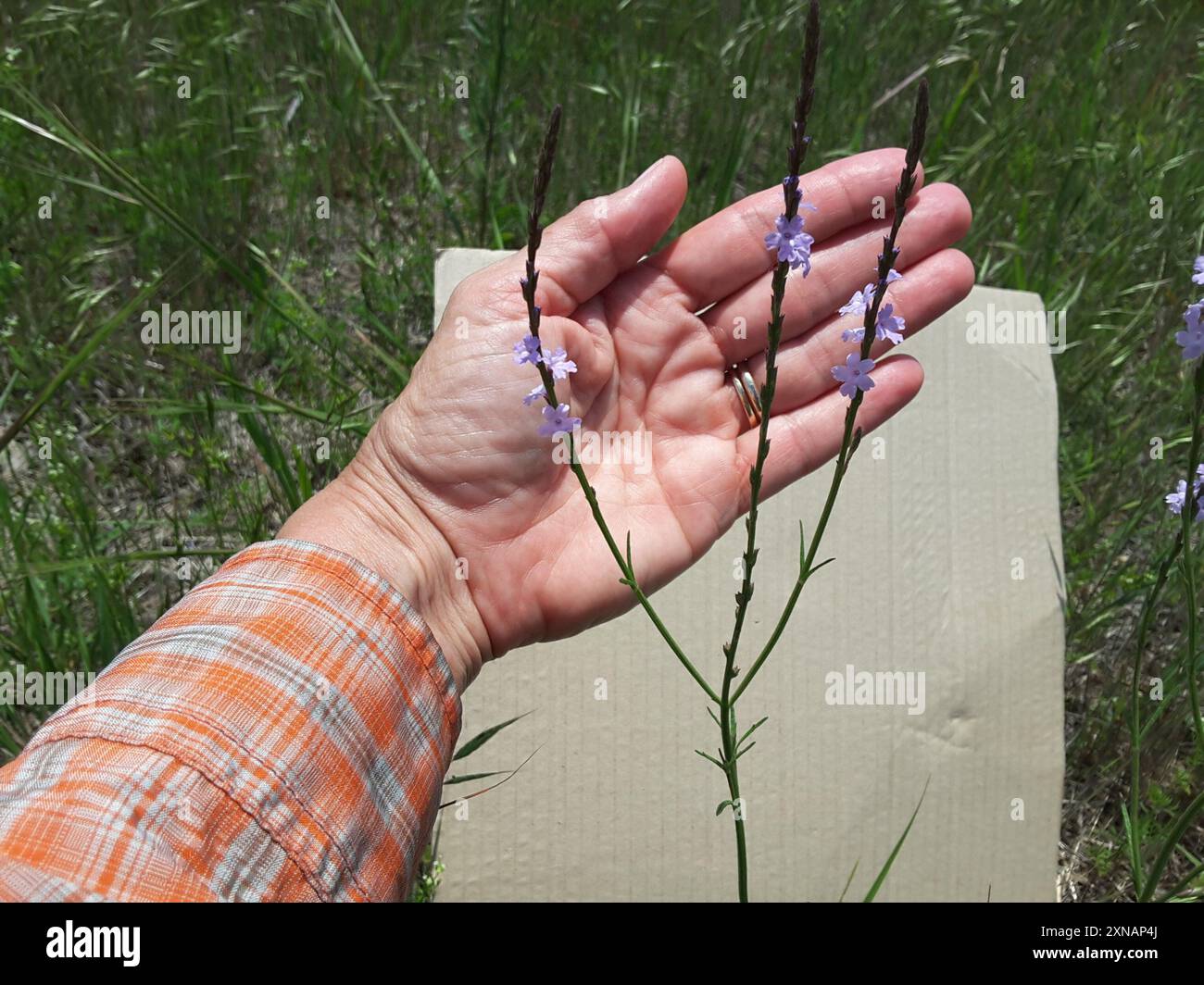 Texas vervain (Verbena halei) Plantae Stock Photo - Alamy
