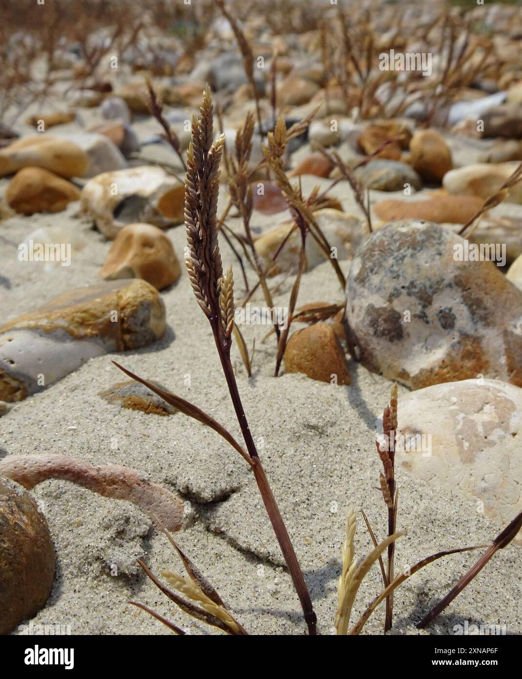 Sea Fern-grass (Catapodium marinum) Plantae Stock Photo - Alamy