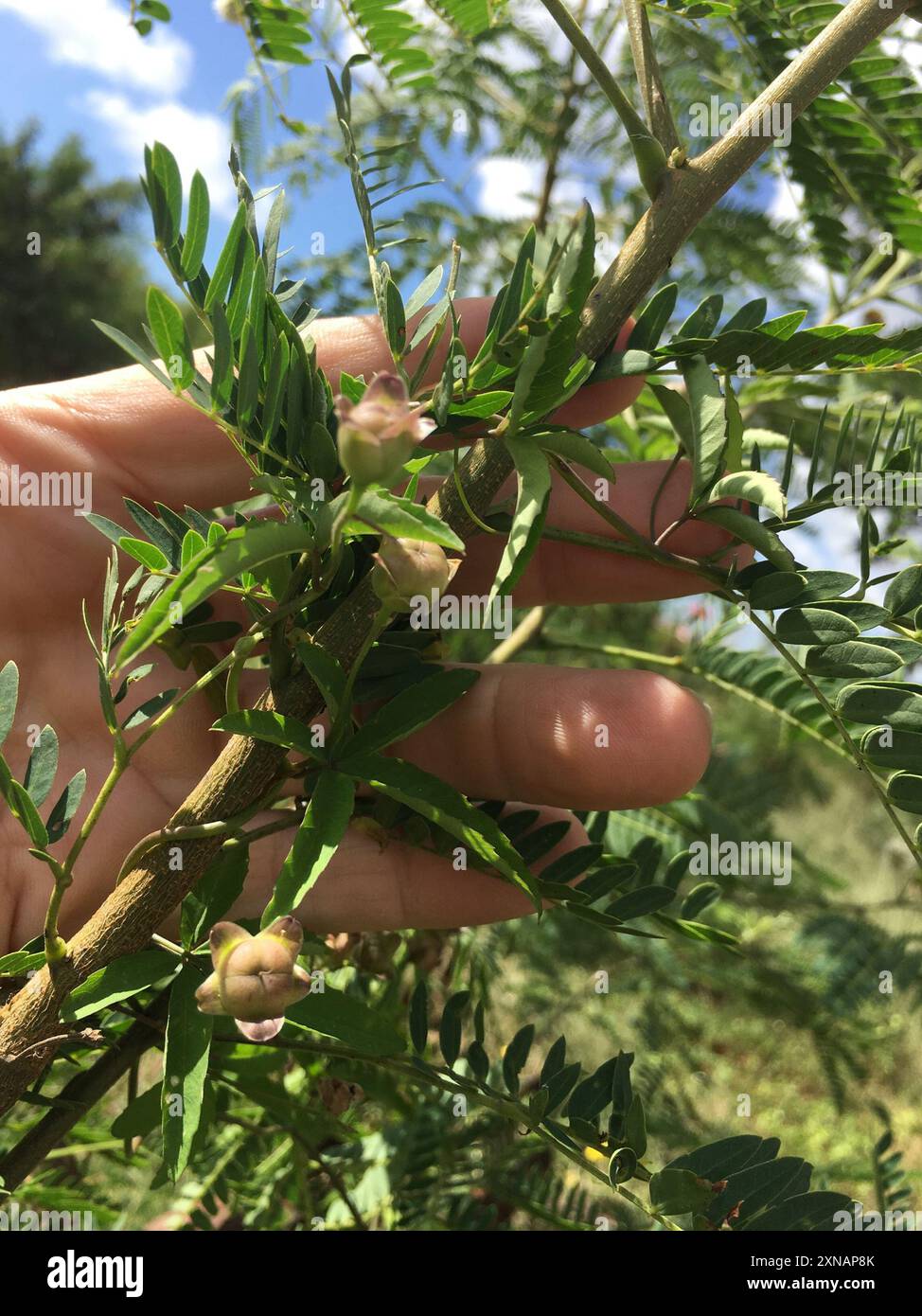 White leadtree (Leucaena leucocephala) Plantae Stock Photo - Alamy