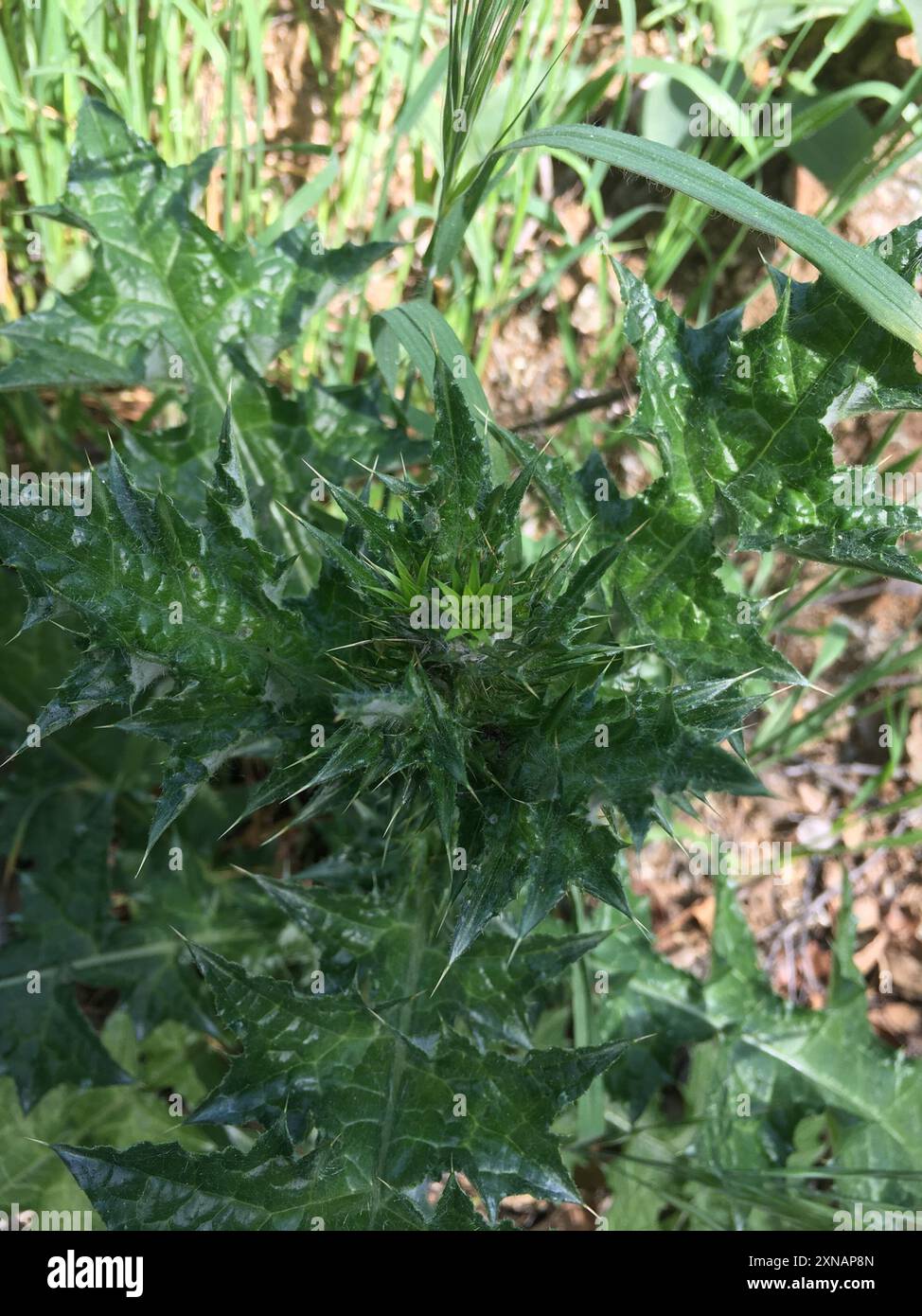 Italian thistle (Carduus pycnocephalus) Plantae Stock Photo - Alamy