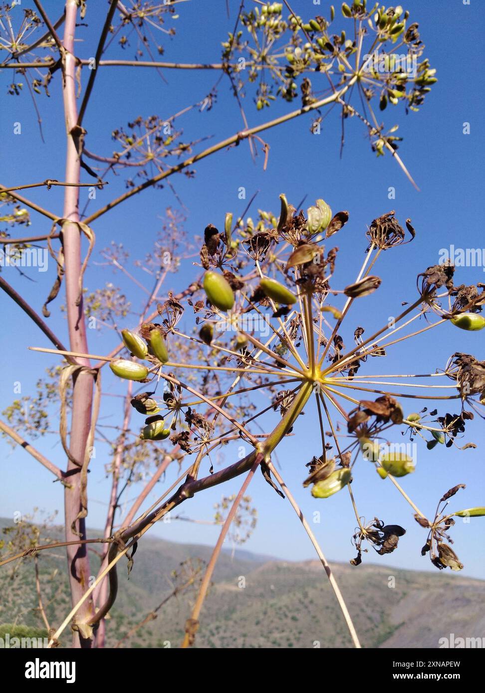 Giant Fennel (Ferula communis) Plantae Stock Photo - Alamy