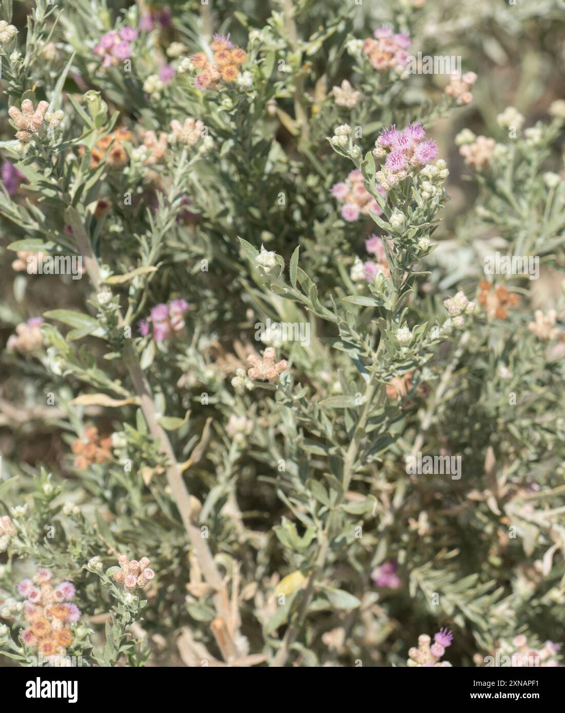 arrowweed (Pluchea sericea) Plantae Stock Photo - Alamy