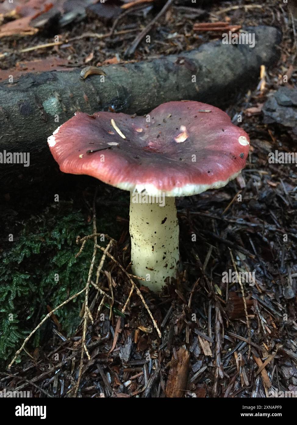 blood red russula (Russula rosacea) Fungi Stock Photo - Alamy