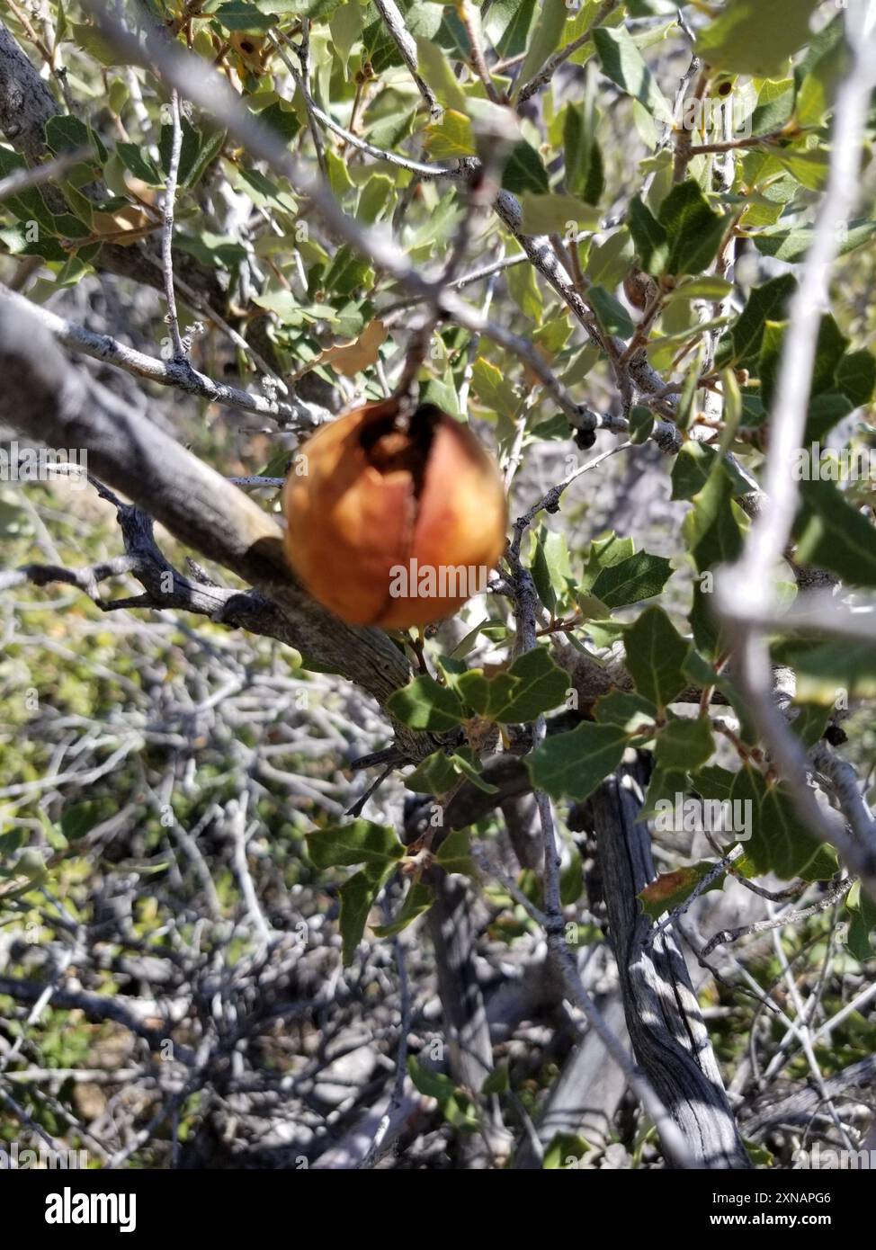 California Gall Wasp (Andricus quercuscalifornicus) Insecta Stock Photo ...
