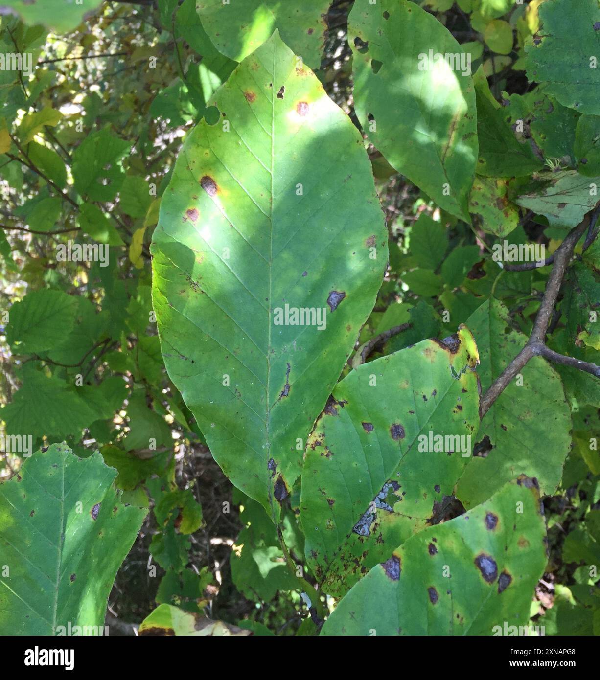 Cucumber-tree (Magnolia acuminata) Plantae Stock Photo - Alamy