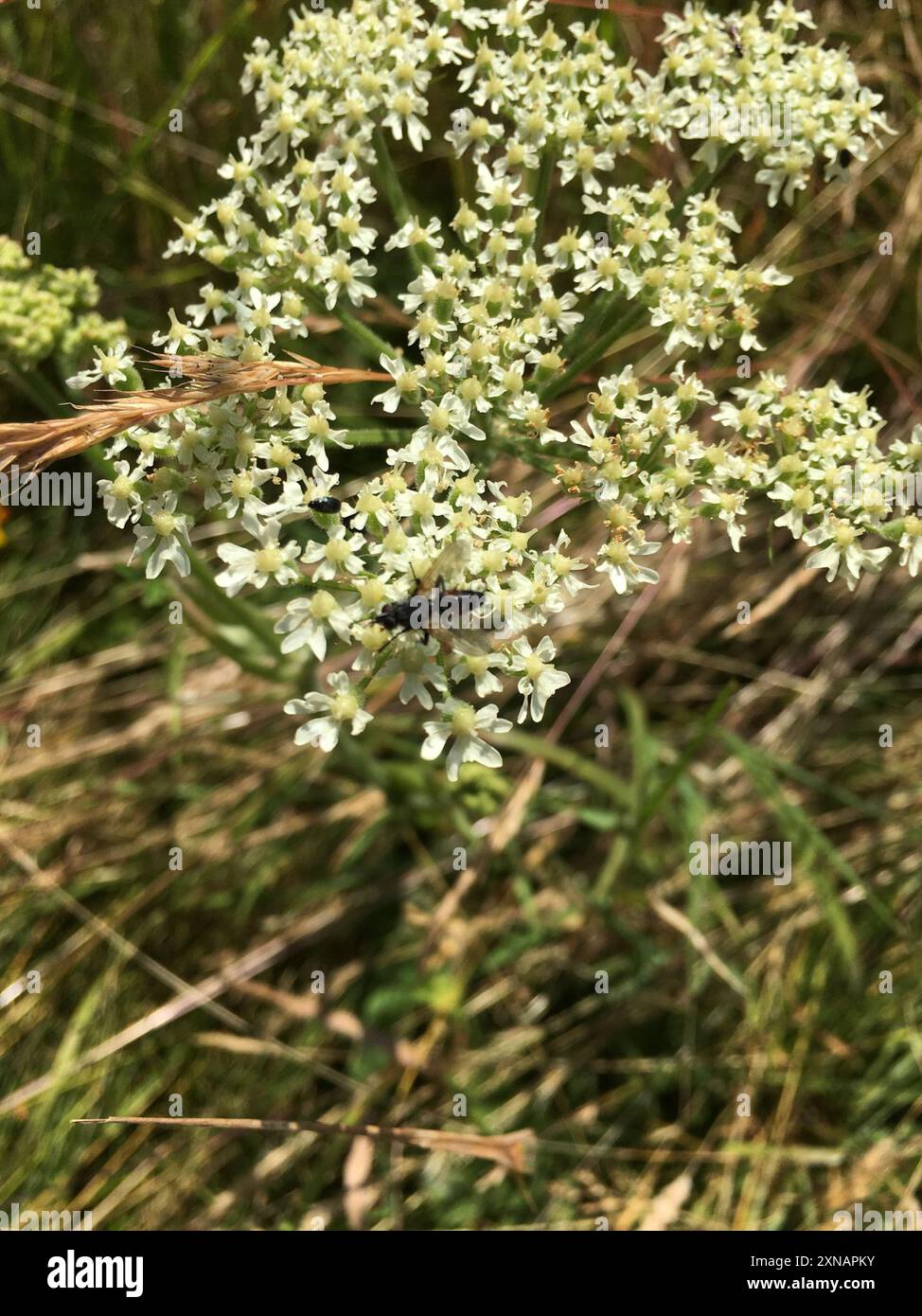 Red spotted parasite fly hi-res stock photography and images - Alamy