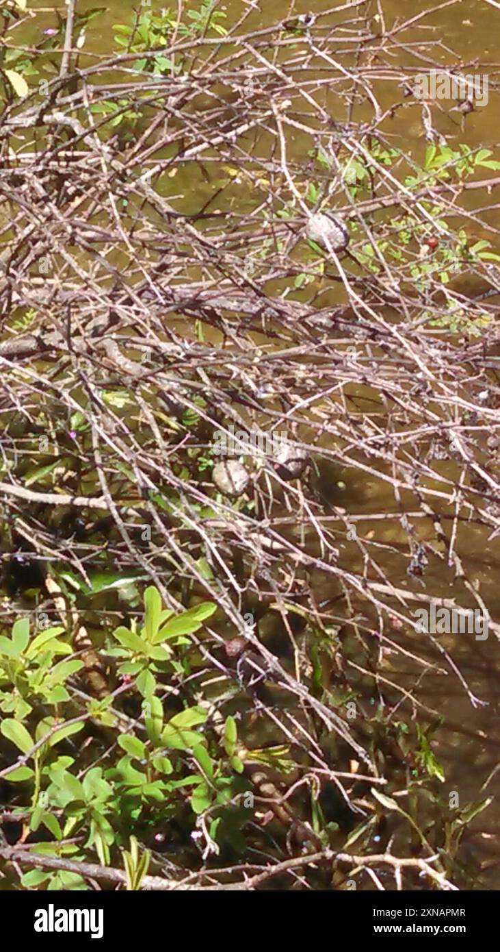Gall Wasps (Cynipidae) Insecta Stock Photo - Alamy