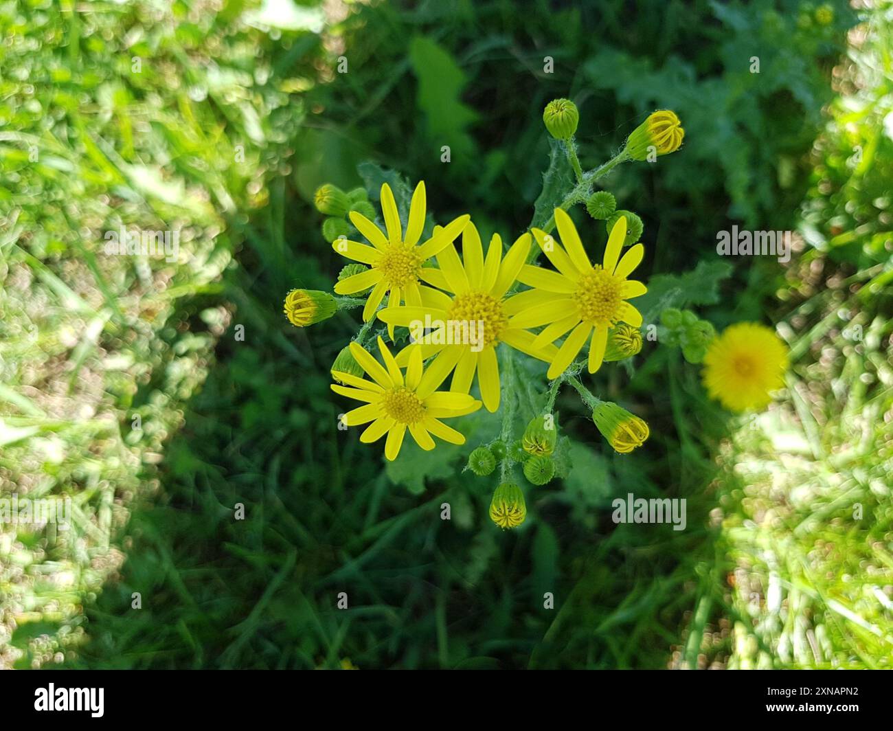 Eastern Groundsel (Senecio vernalis) Plantae Stock Photo - Alamy