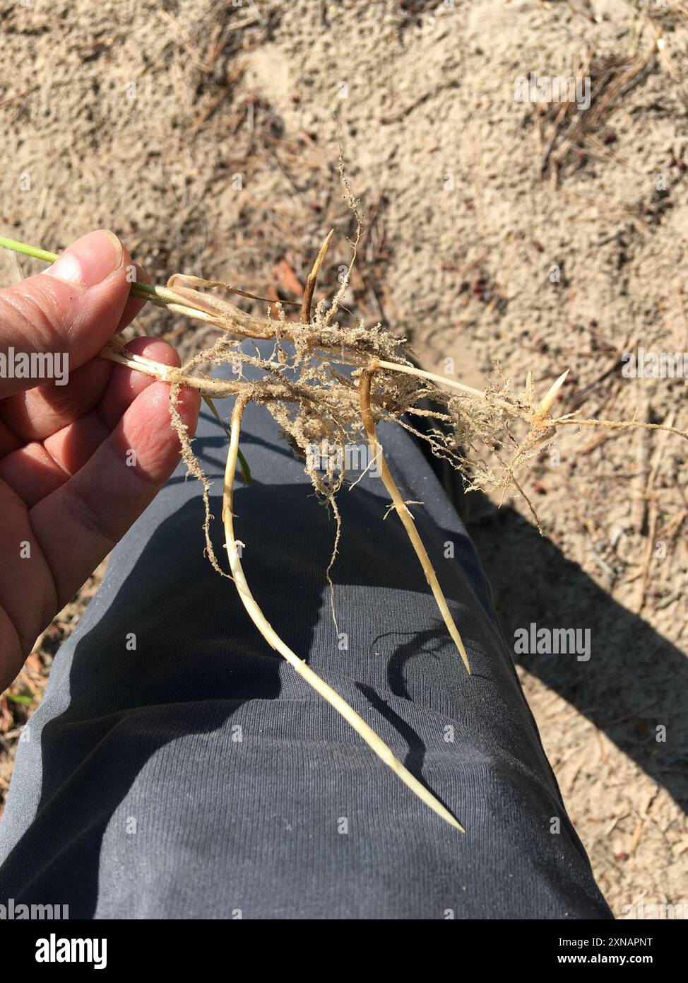 grasses, sedges, cattails, and allies (Poales) Plantae Stock Photo - Alamy