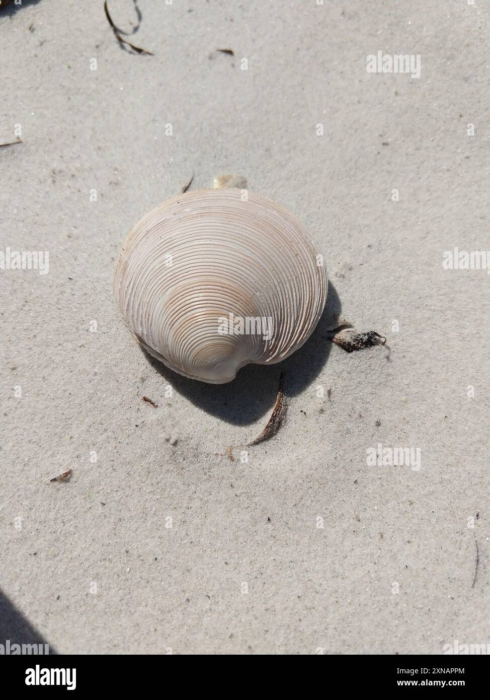 Coarse dosinia hi-res stock photography and images - Alamy