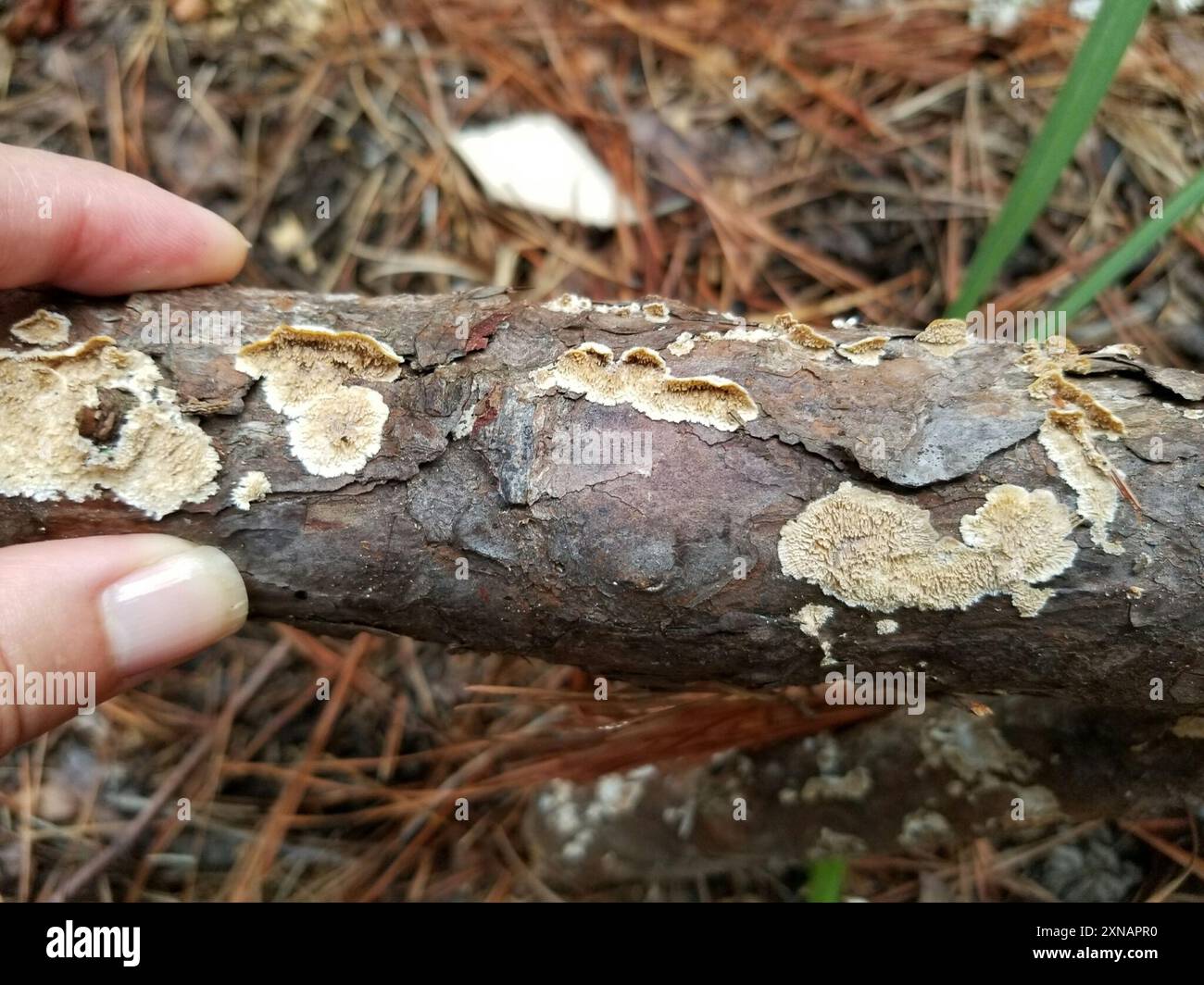 Milk-white Toothed Polypore (Irpex lacteus) Fungi Stock Photo - Alamy