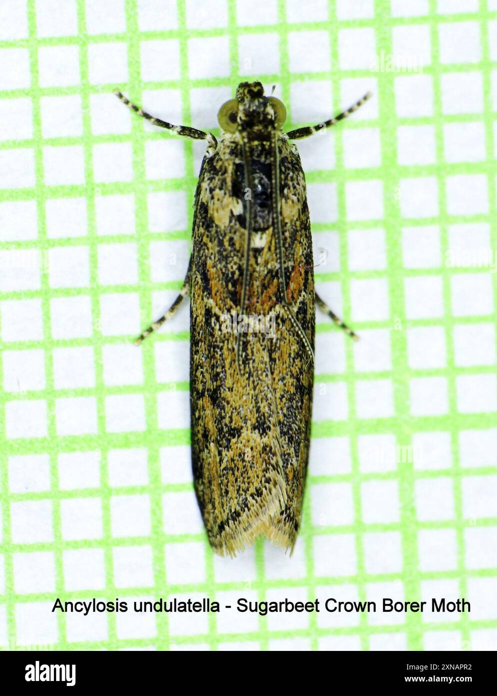 Sugarbeet Crown Borer Moth (Ancylosis undulatella) Insecta Stock Photo ...