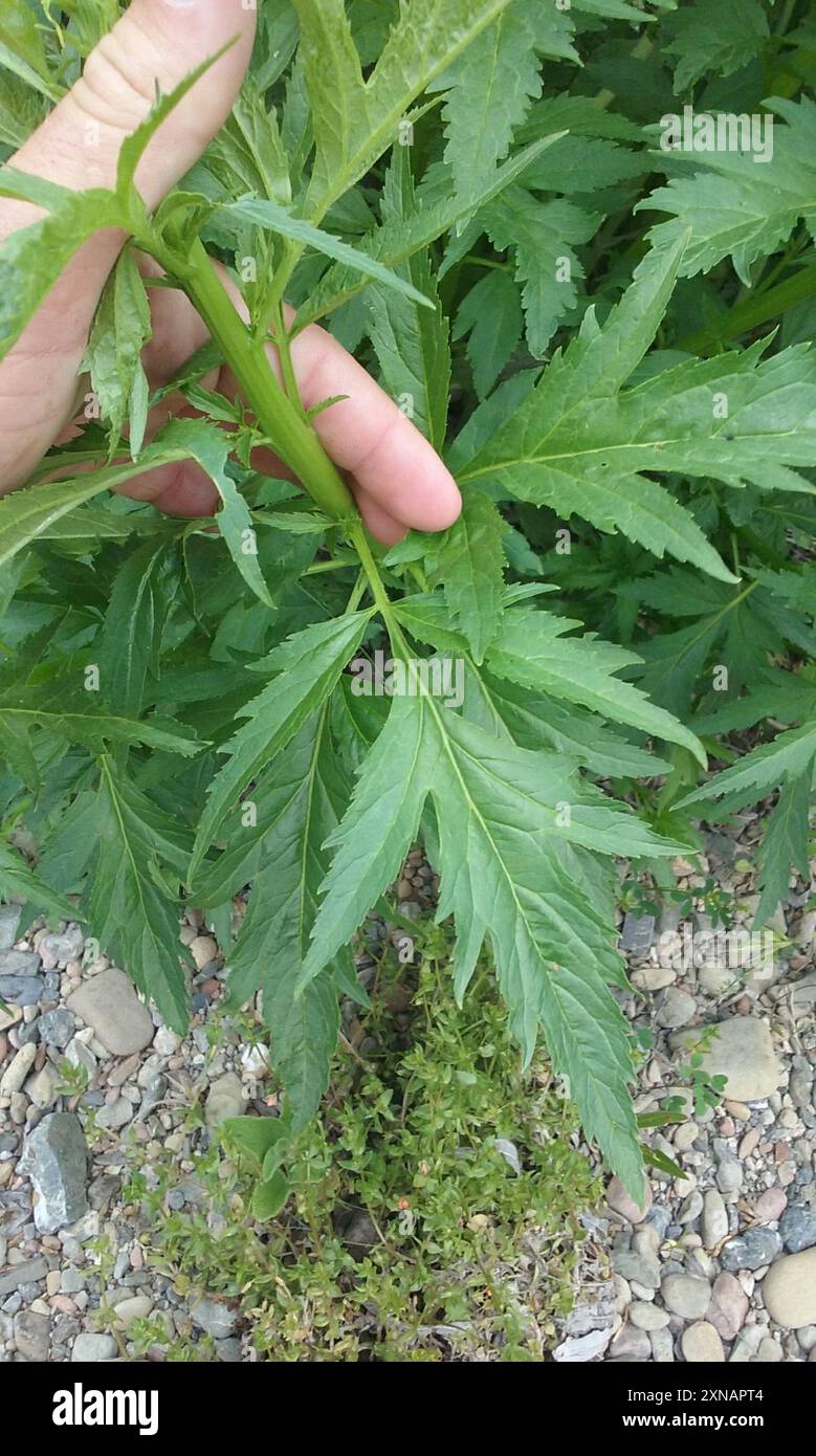 durango root (Datisca glomerata) Plantae Stock Photo - Alamy