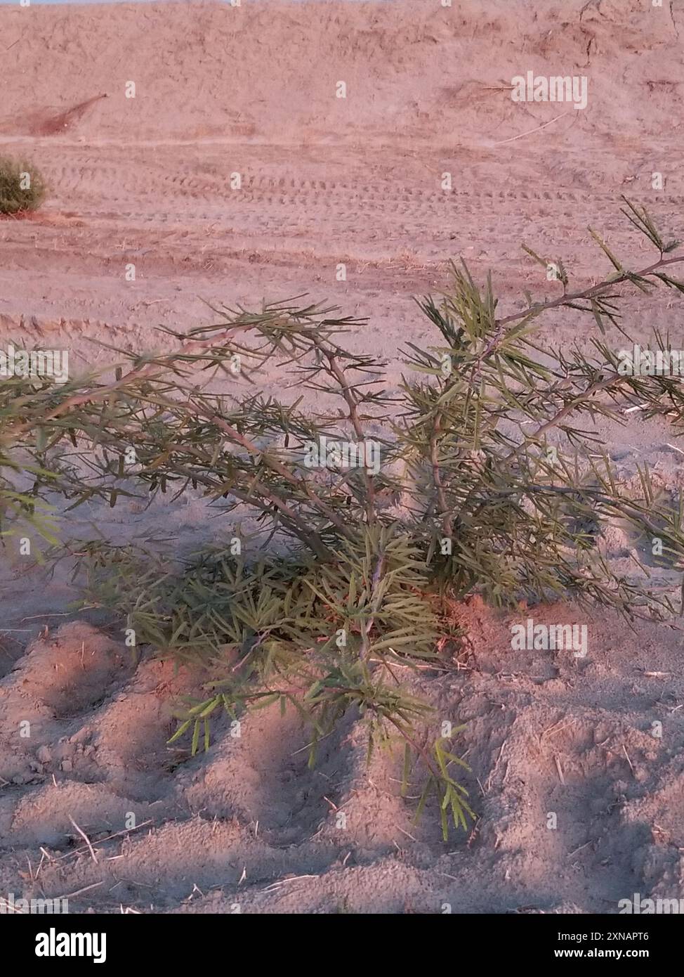 mesquites (Neltuma) Plantae Stock Photo - Alamy
