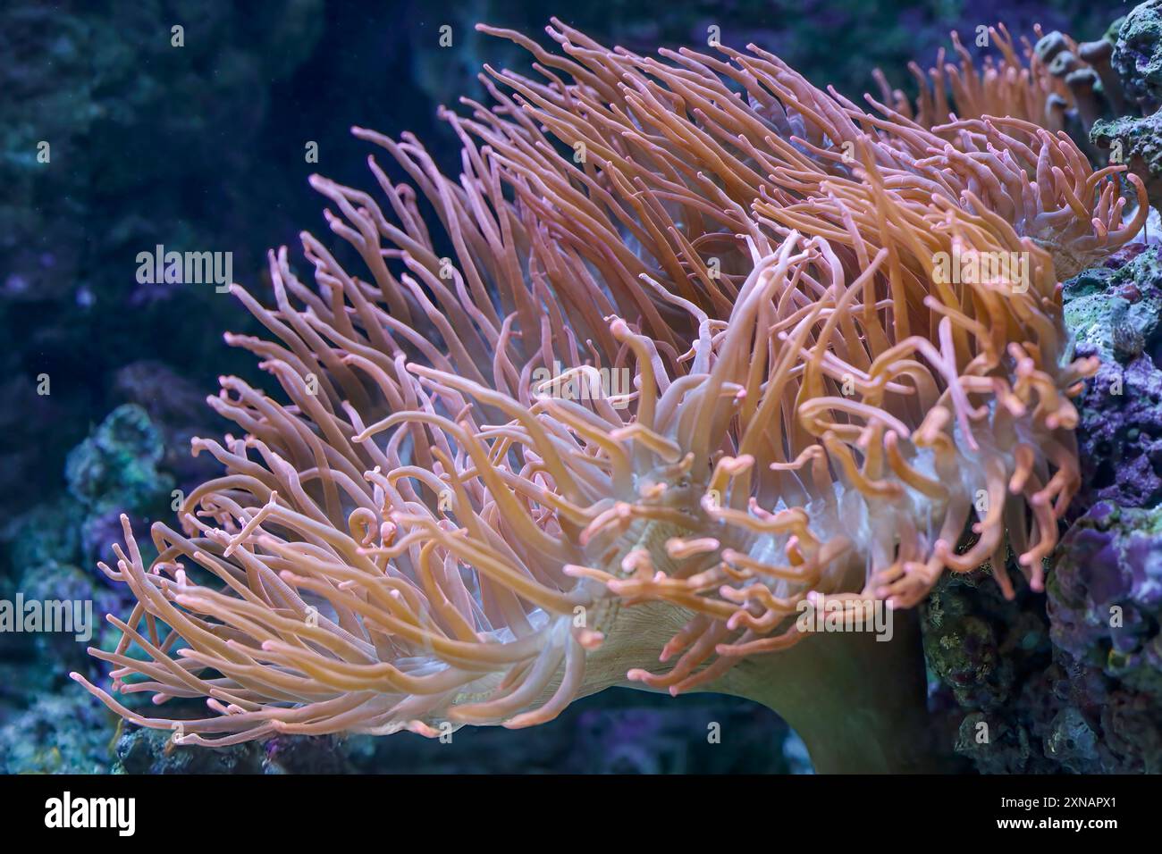 Rose sea anemone hi-res stock photography and images - Alamy
